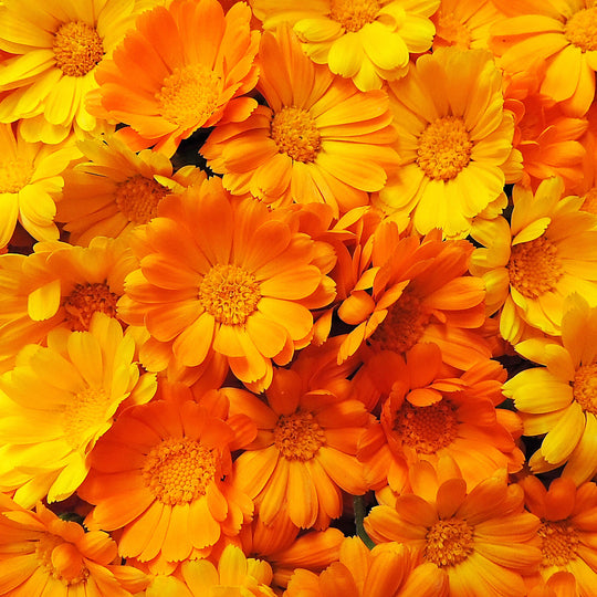 The Benefits of Calendula: The Ingredient from Your Garden – California ...